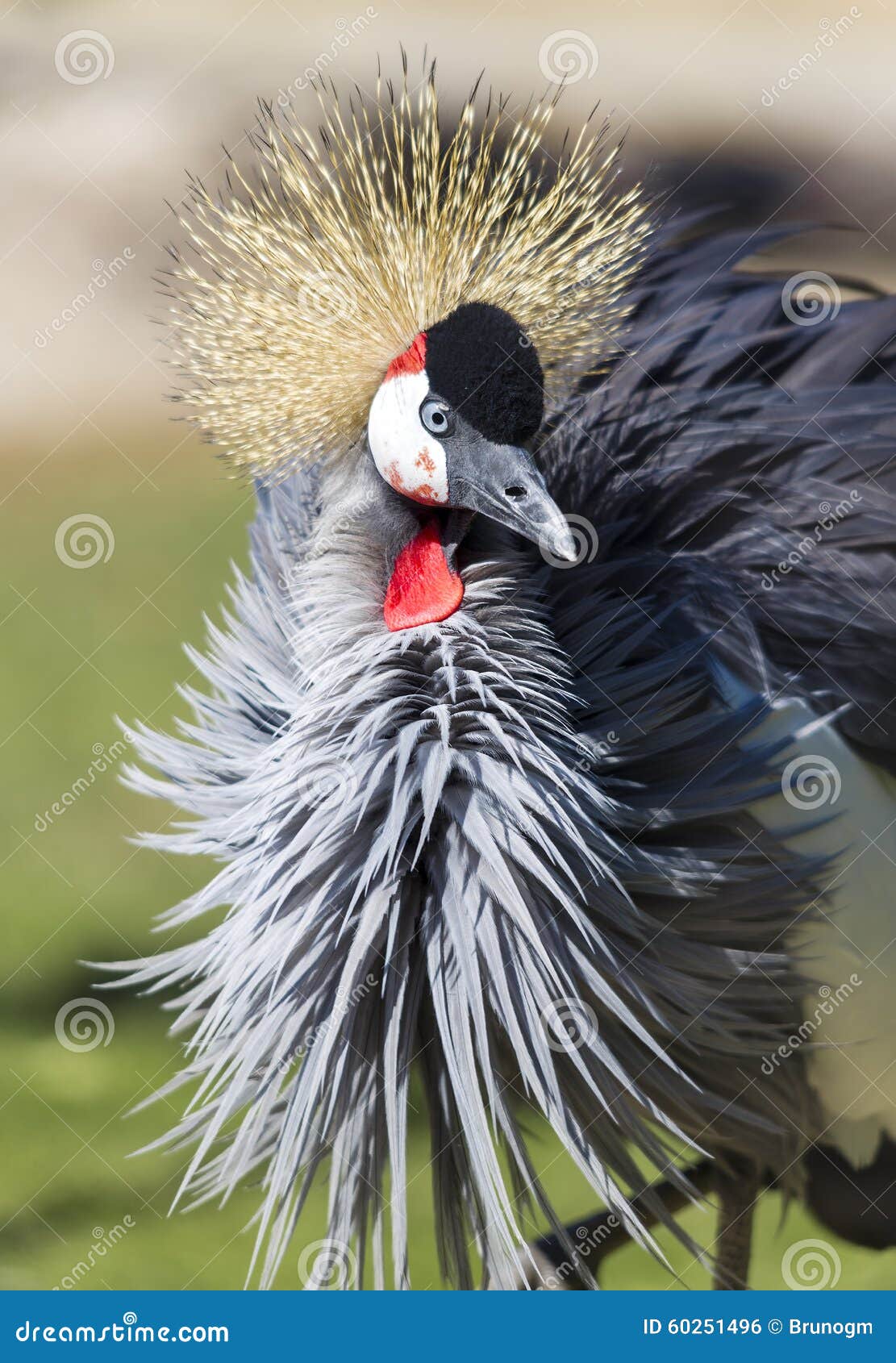 Crowned Crane stock photo. Image of crane, face, natural - 60251496