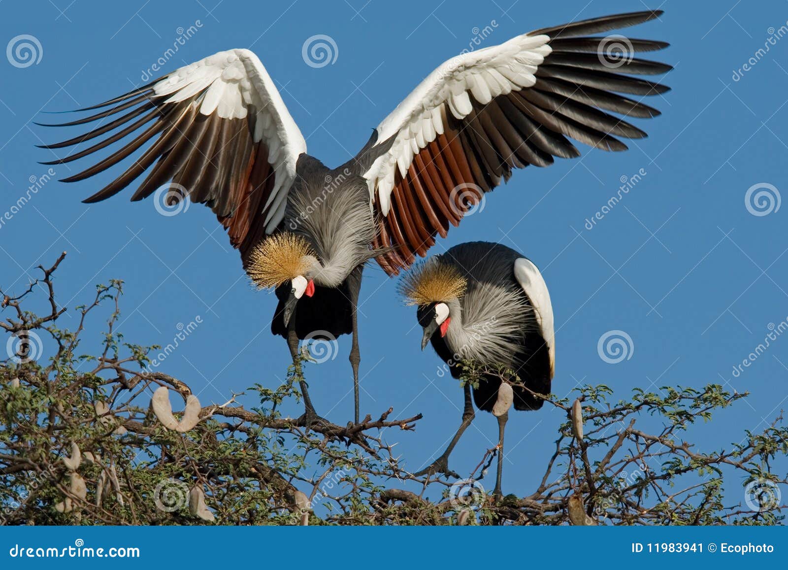 Crowned Cranes, Southern Africa Stock Image - Image of elegant, hwange ...