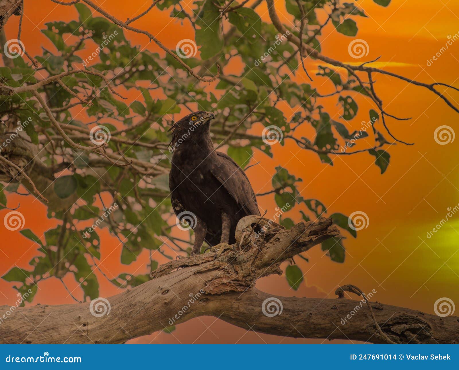Crowned Eagle African Crowned Eagle Hawk Stephanoaetus Coronatus Stock ...