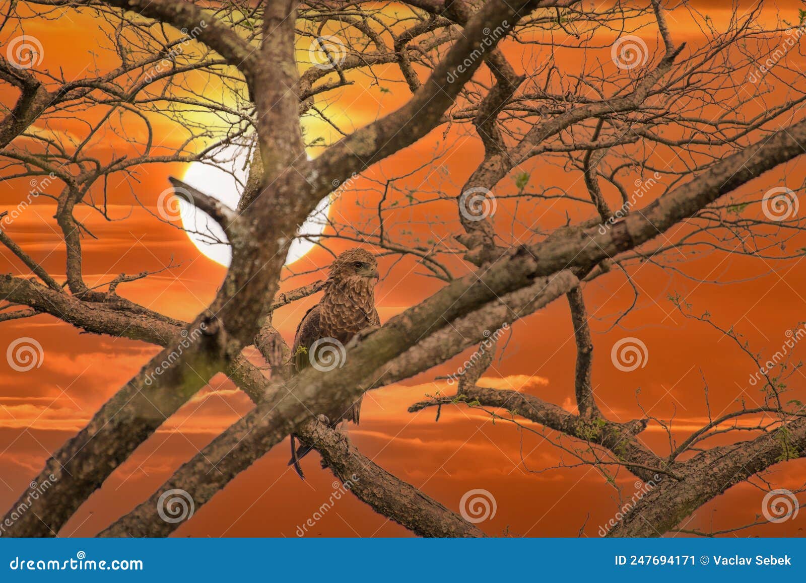 Crowned Eagle African Crowned Eagle Hawk Stephanoaetus Coronatus Stock ...