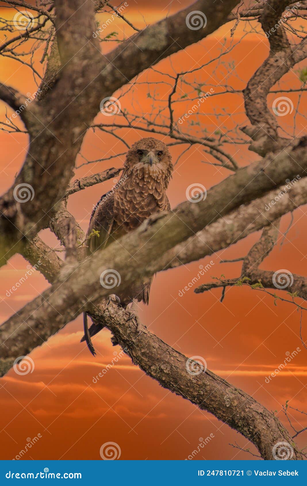 Crowned Eagle African Crowned Eagle Hawk Stephanoaetus Coronatus Stock ...