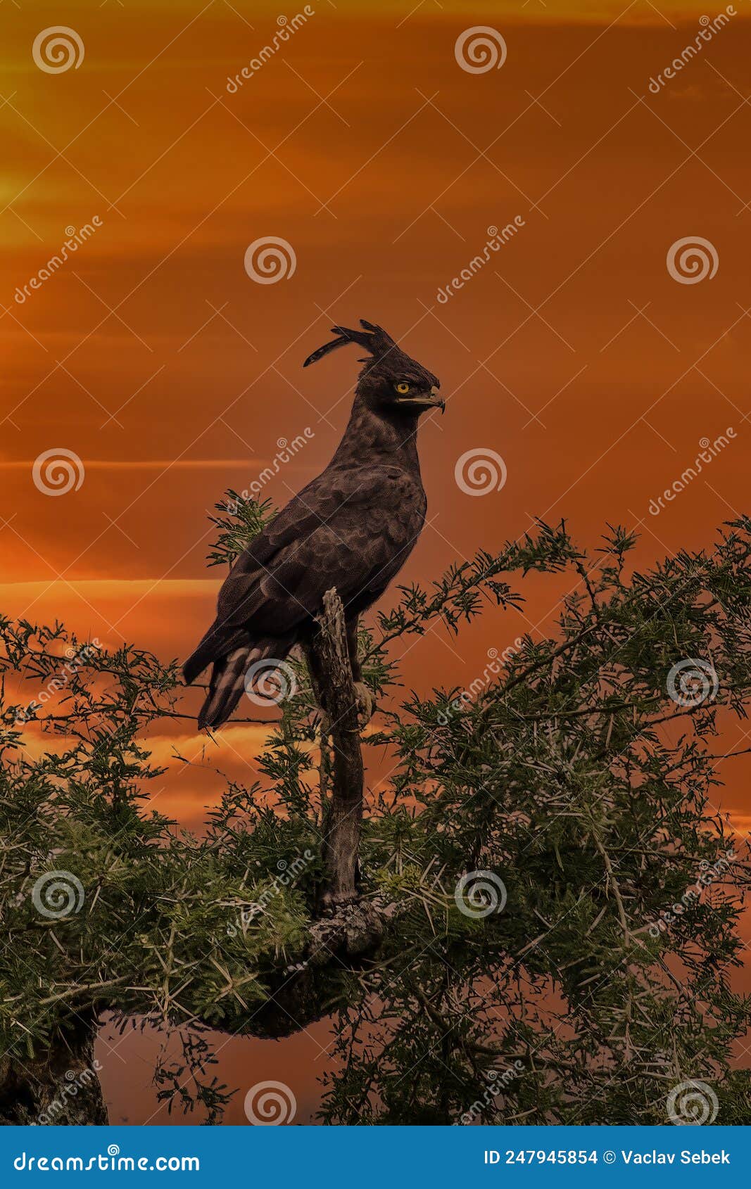 Crowned Eagle African Crowned Eagle Hawk Stephanoaetus Coronatus Stock ...