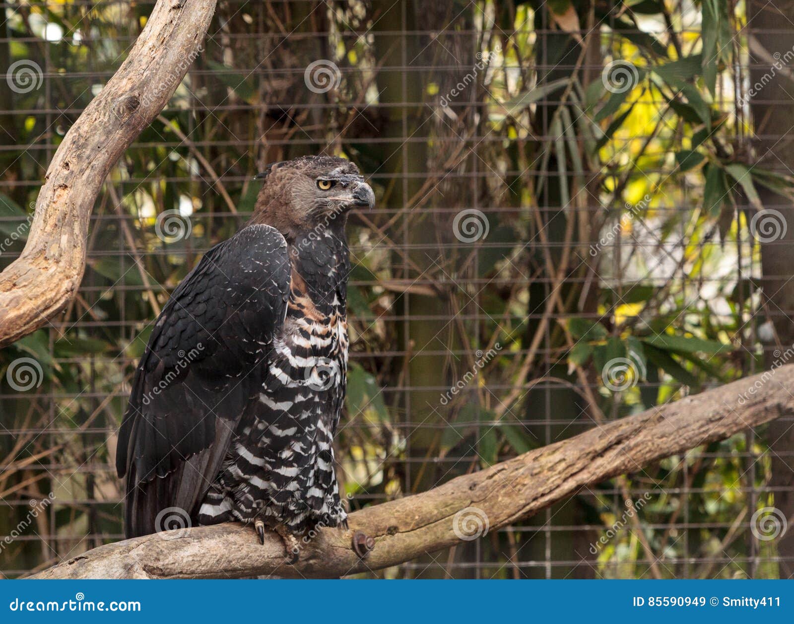 Crowned Eagle Stephanoaetus Coronatus Stock Image - Image of eagle ...
