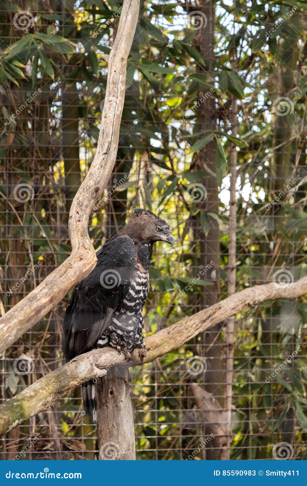 Crowned Eagle Stephanoaetus Coronatus Stock Image - Image of crowned ...