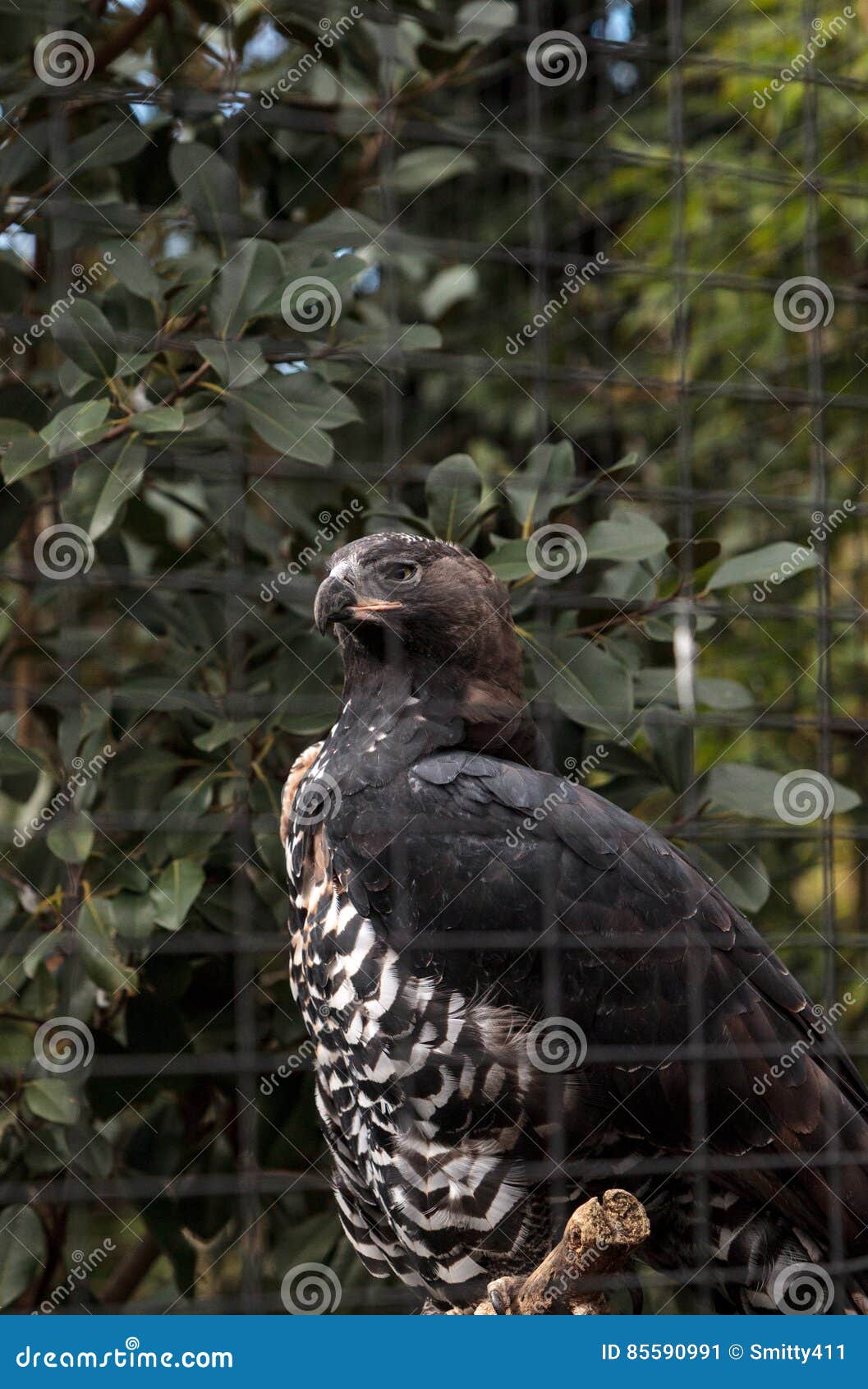 Crowned Eagle Stephanoaetus Coronatus Stock Image - Image of coronatus ...