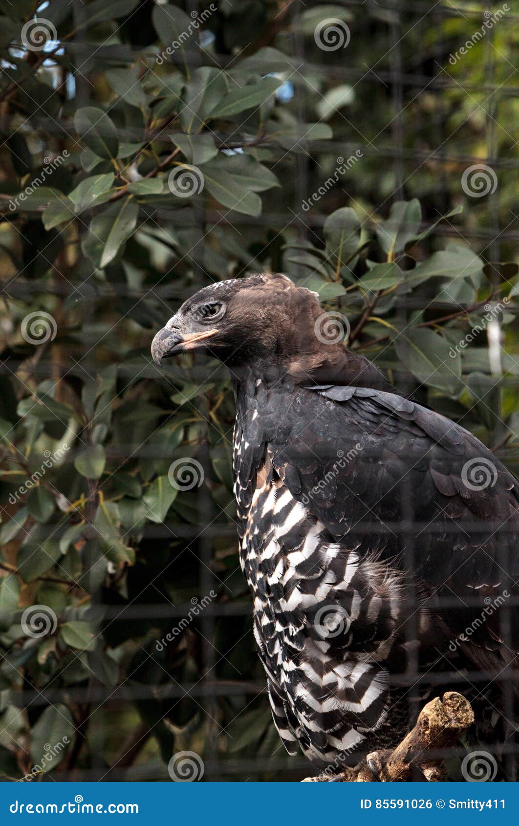 Crowned Eagle Stephanoaetus Coronatus Stock Photo - Image of crowned ...