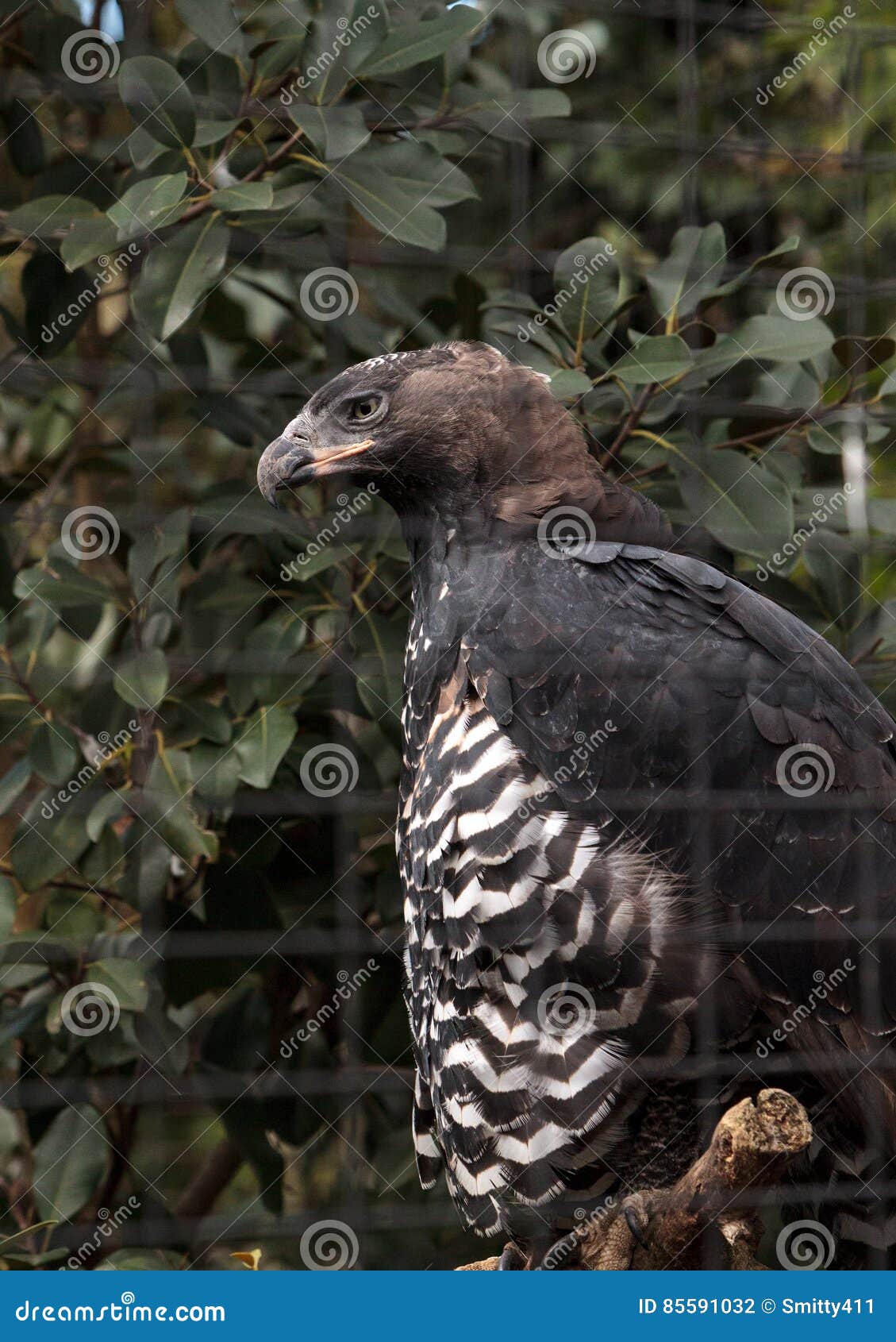 Crowned Eagle Stephanoaetus Coronatus Stock Photo - Image of ...