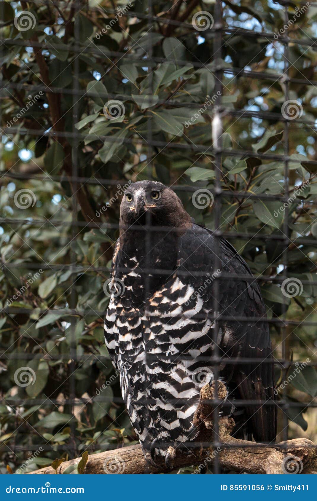 Crowned Eagle Stephanoaetus Coronatus Stock Photo - Image of eagle ...