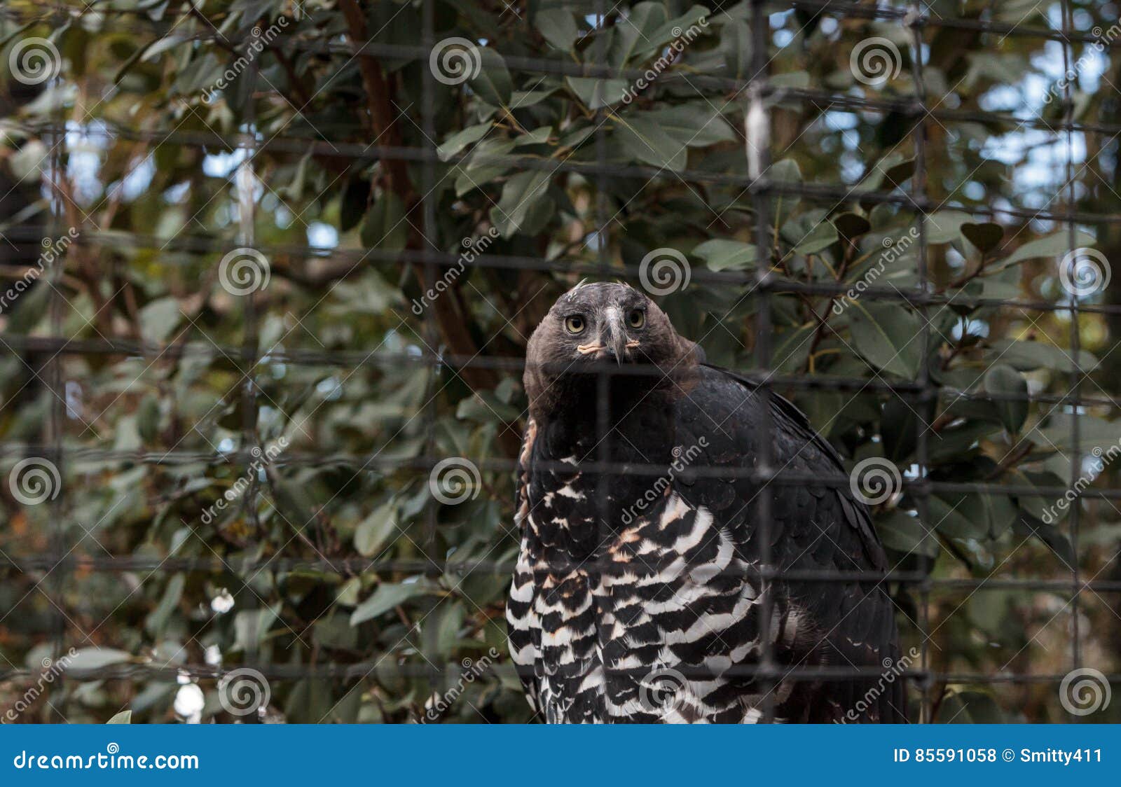 Crowned Eagle Stephanoaetus Coronatus Stock Photo - Image of eagle ...