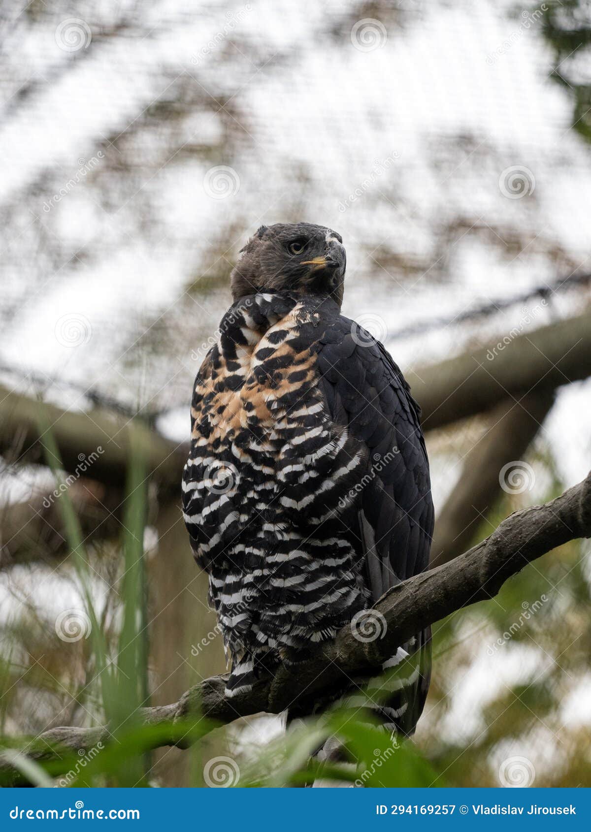 One Crowned Eagle, Stephanoaetus Coronatus, Sits on a Branch and ...