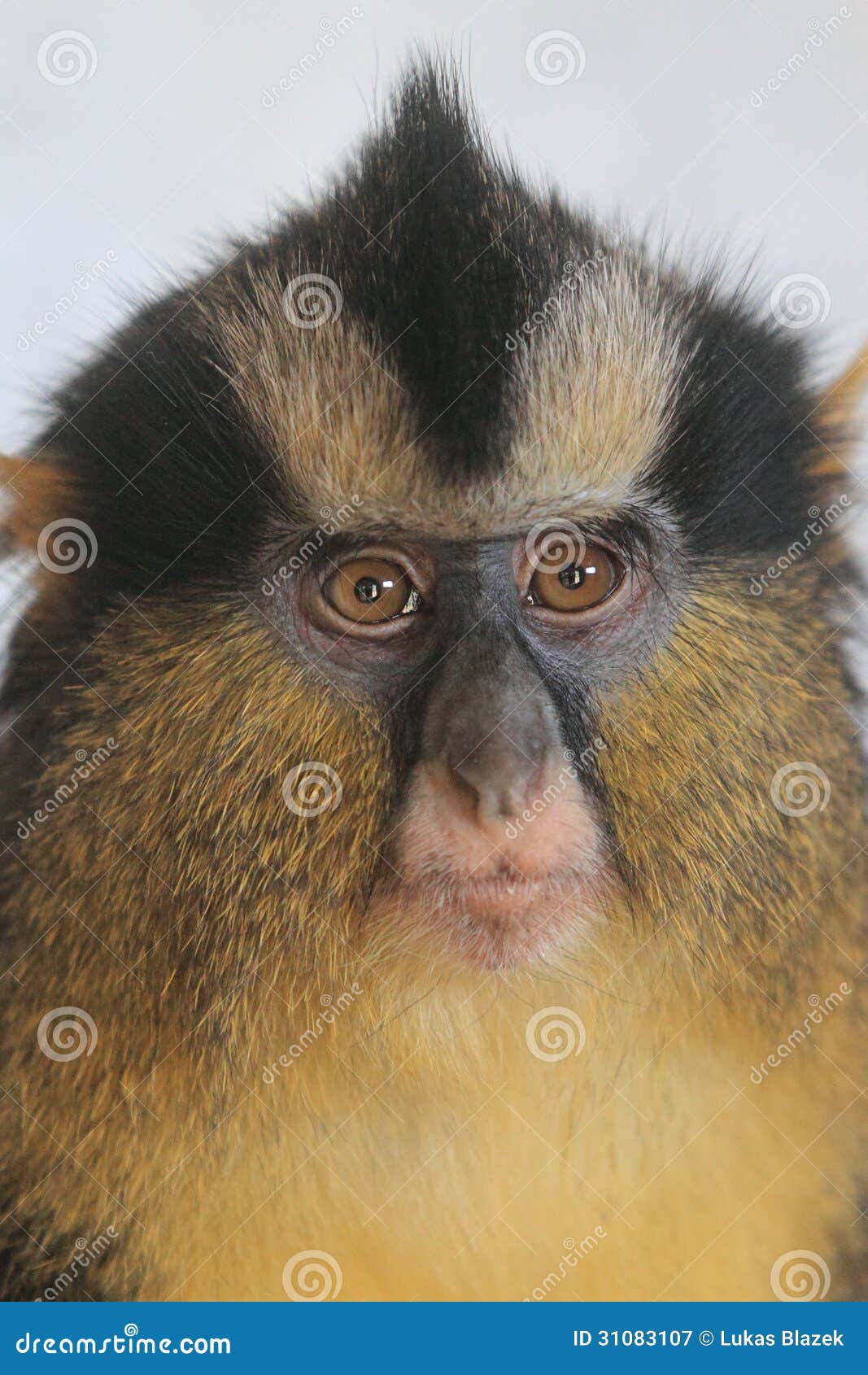 Crowned guenon stock image. Image of cercopithecus, mammal - 31083107