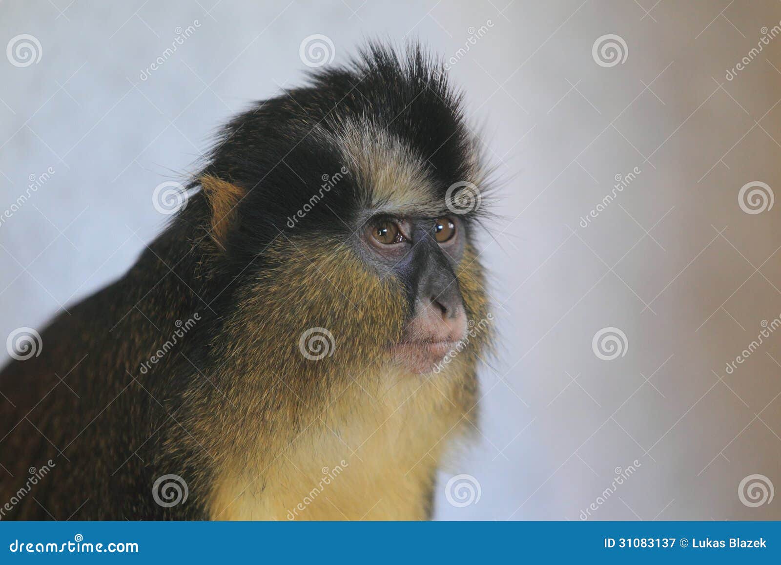 Crowned guenon stock image. Image of pogonias, nature - 31083137