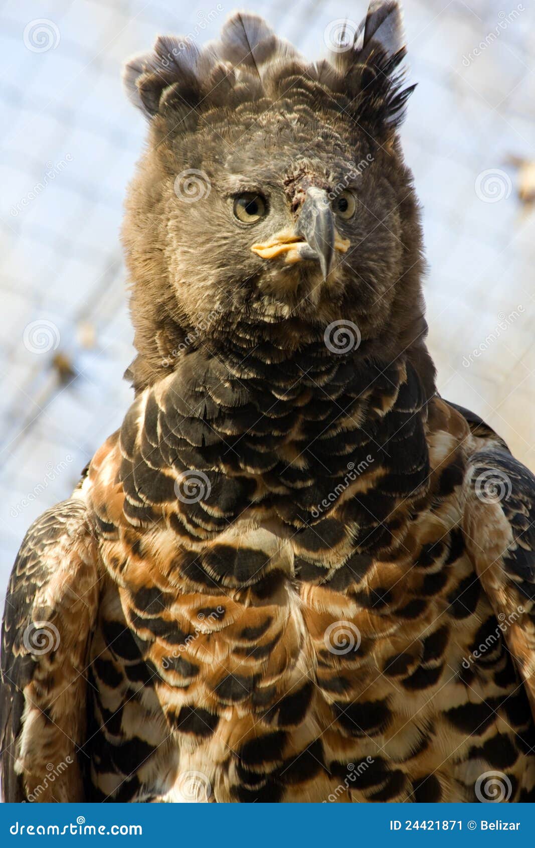 Crowned hawk-eagle stock image. Image of fauna, stephanoaetus - 24421871