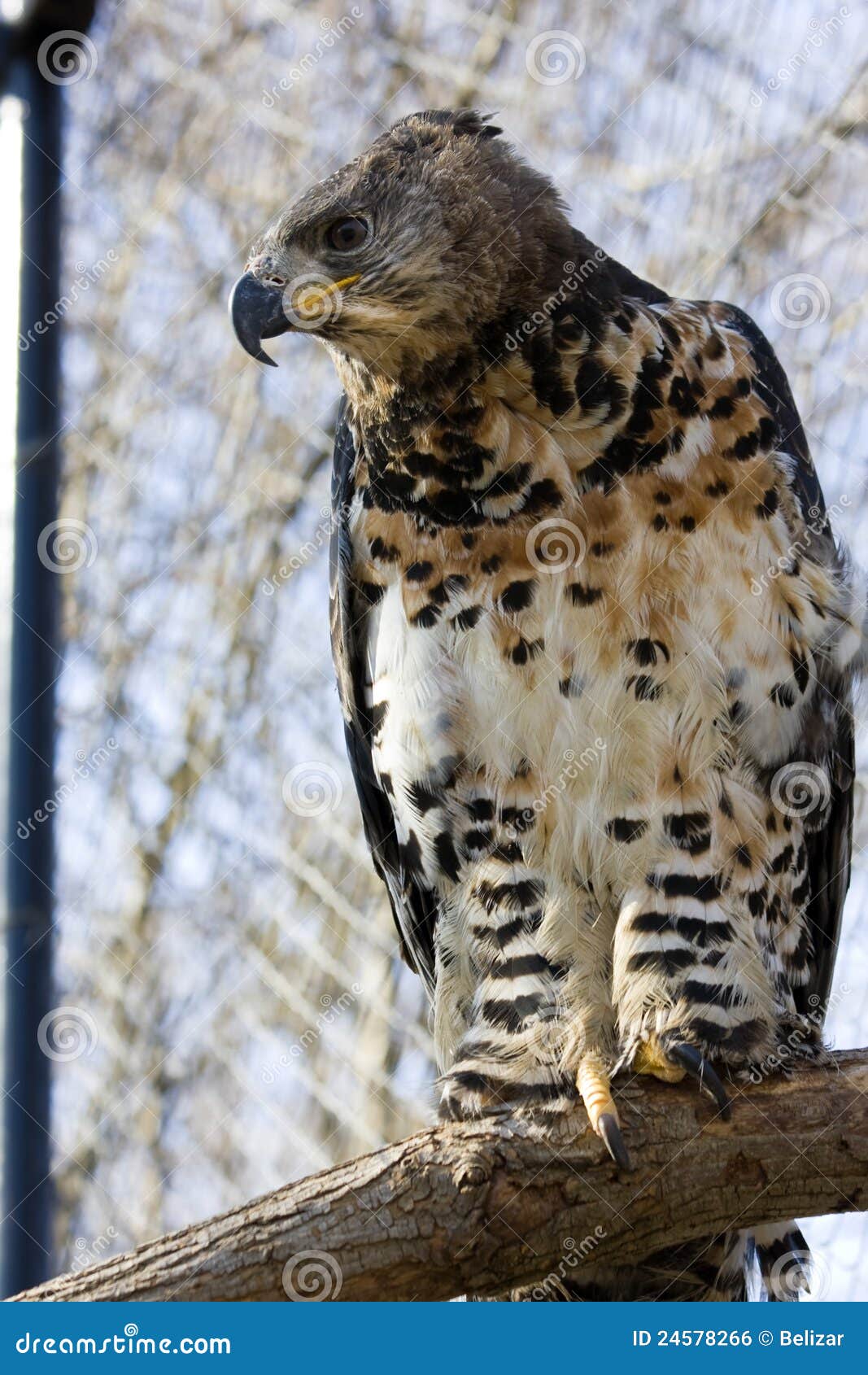 Crowned hawk-eagle stock photo. Image of prey, hawk, eagle - 24578266