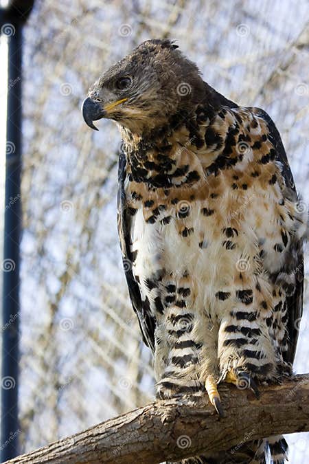 Crowned hawk-eagle stock photo. Image of prey, hawk, eagle - 24578266