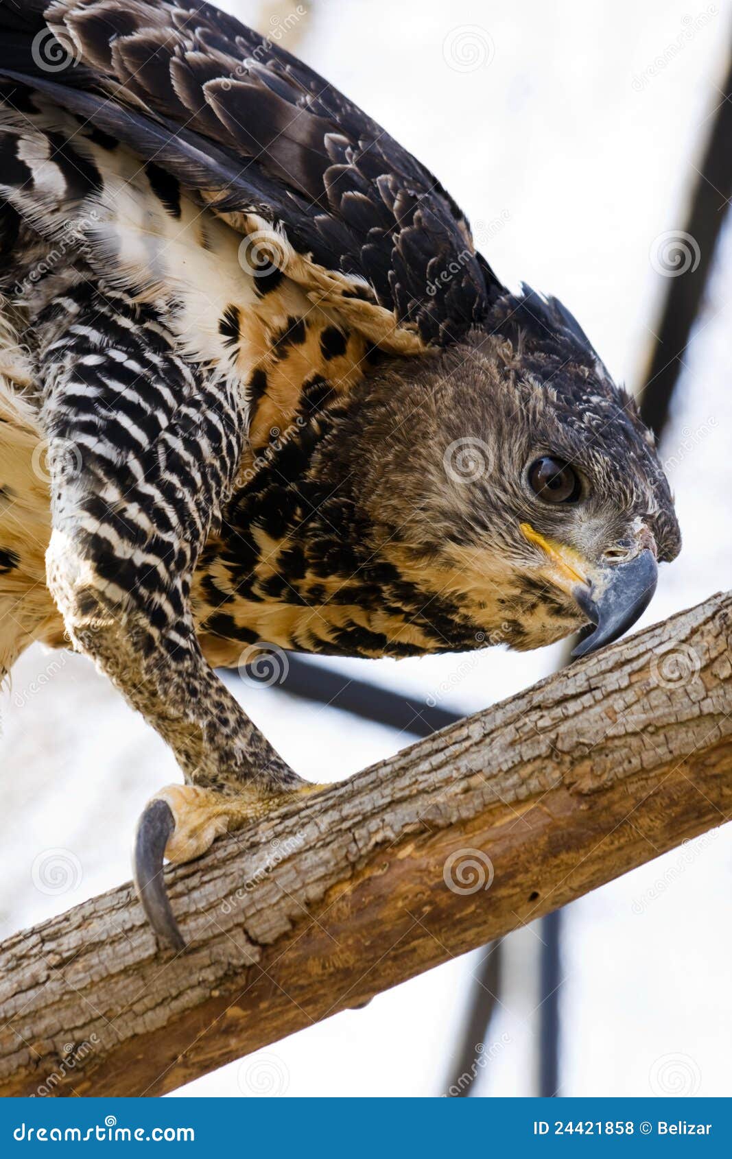 Crowned hawk-eagle claws stock photo. Image of prey, claws - 24421858