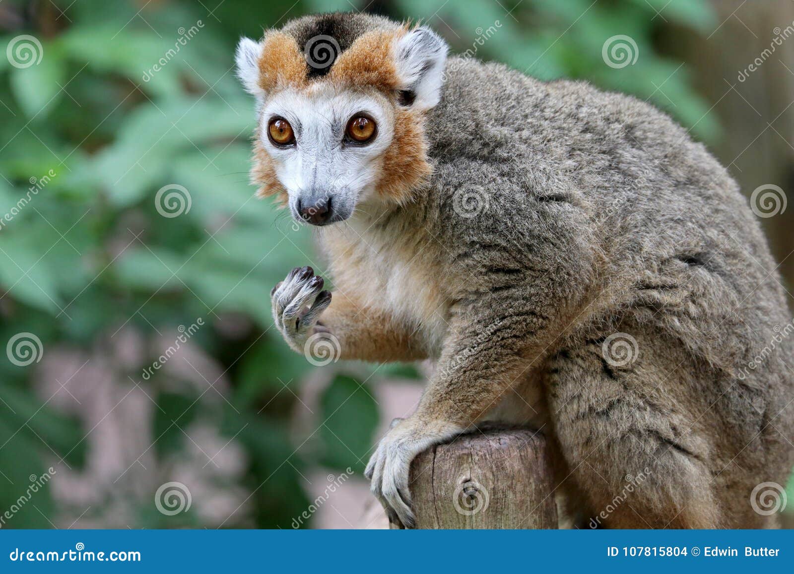 Crowned lemur stock photo. Image of madagascar, tail - 107815804