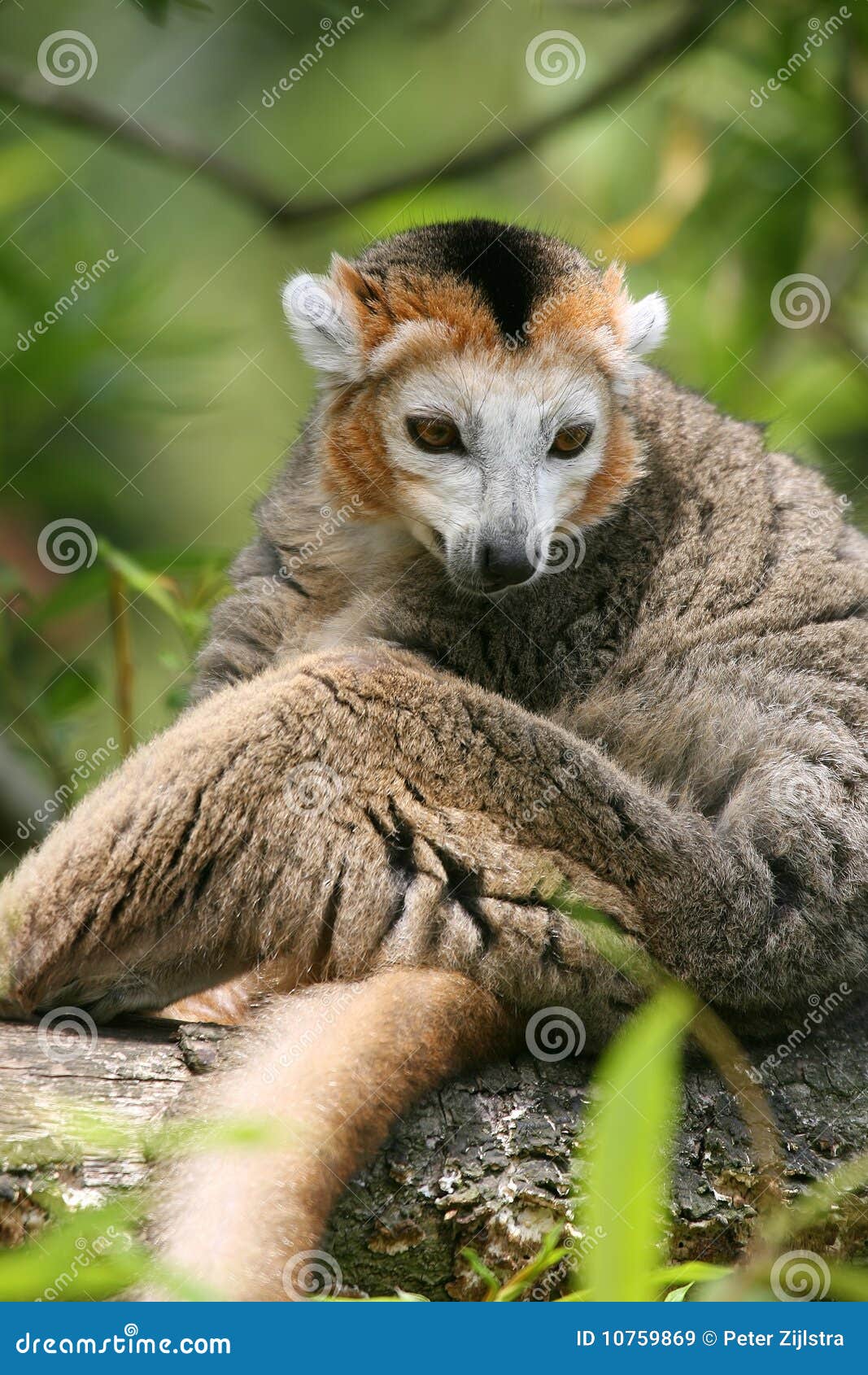 Crowned Lemur (Eulemur Coronatus) Stock Image - Image of coronatus ...