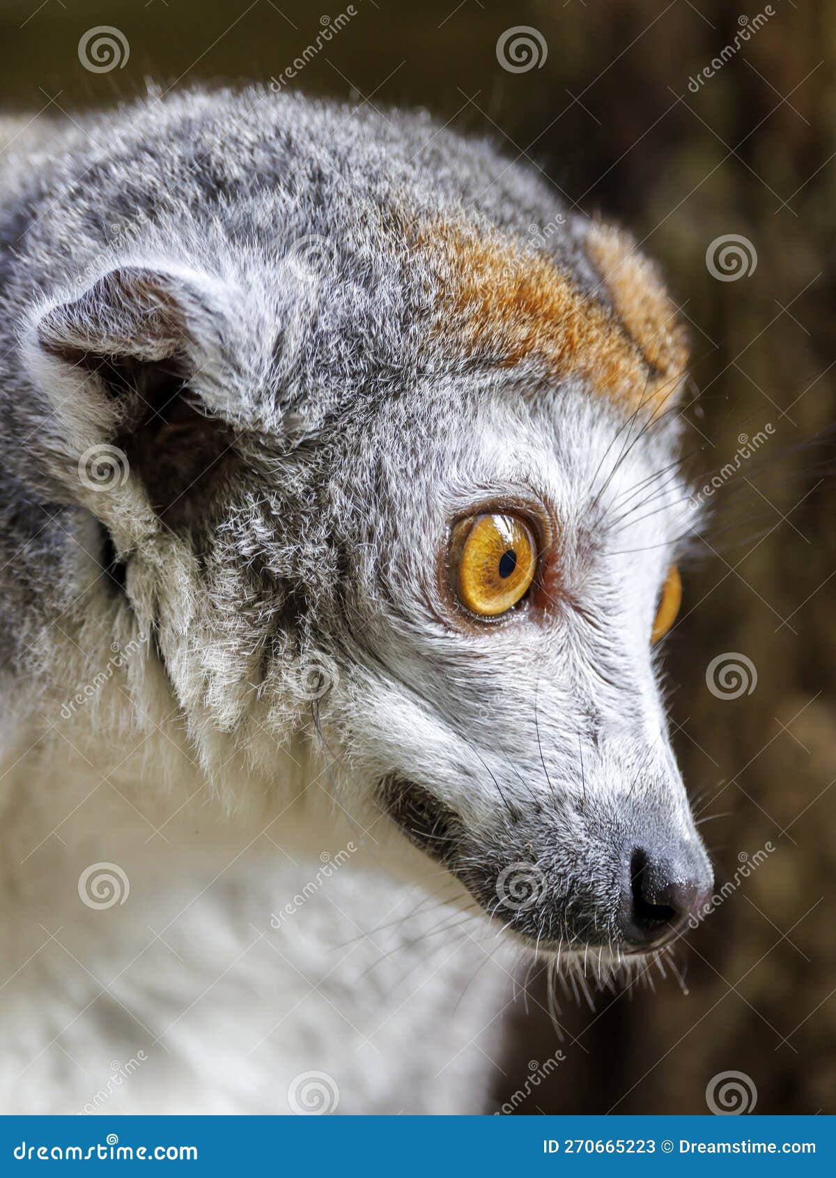 The Crowned Lemur (Eulemur Coronatus) Stock Image - Image of face ...
