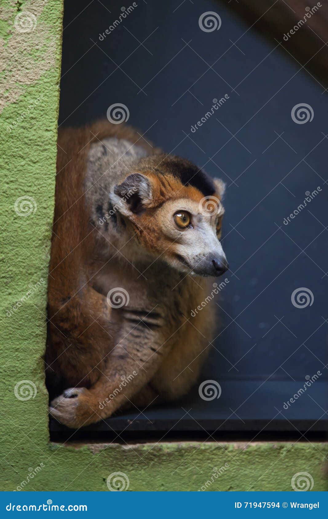 Eulemur Coronatus, Crowned Lemur, Small Monkey With Young Babe Cub In ...