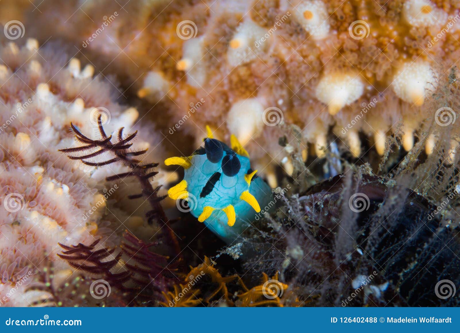 Crowned Nudibranch Polycera Capensis Underwater Stock Photo - Image of ...