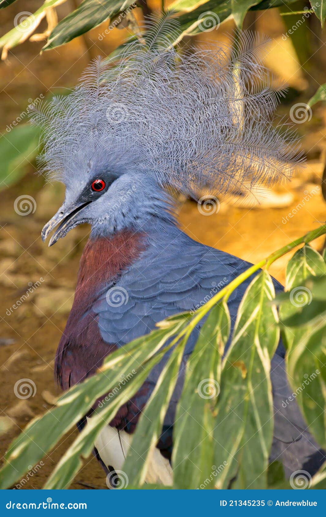 Crowned Pigeon stock image. Image of goura, plumage, beautiful - 21345235