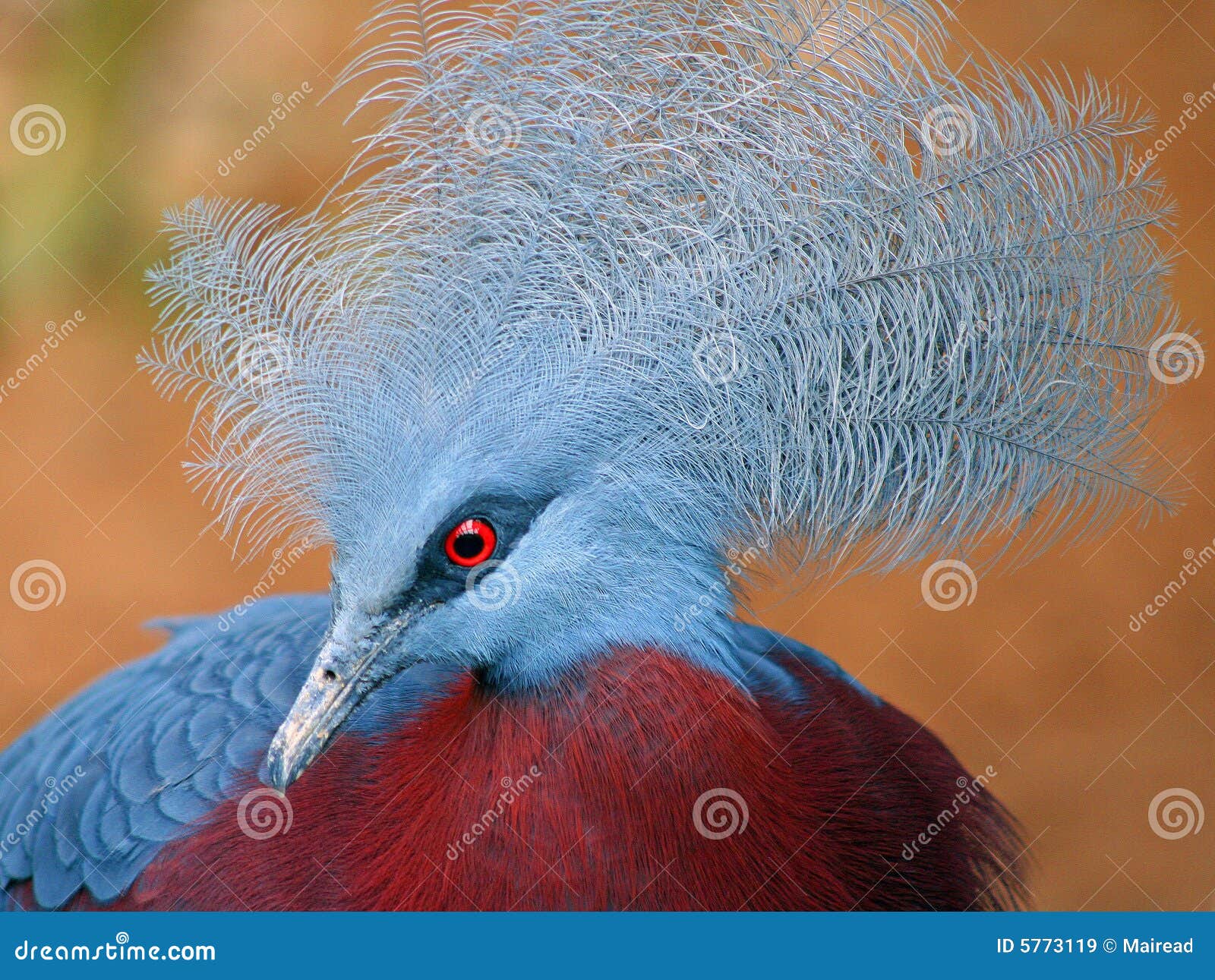 Crowned Pigeon stock image. Image of details, wild, wildlife - 5773119