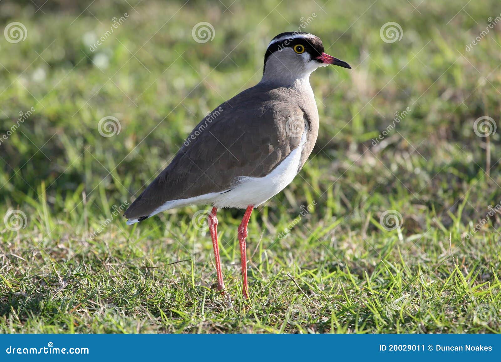Crowned Plover Bird stock image. Image of african, wild - 20029011