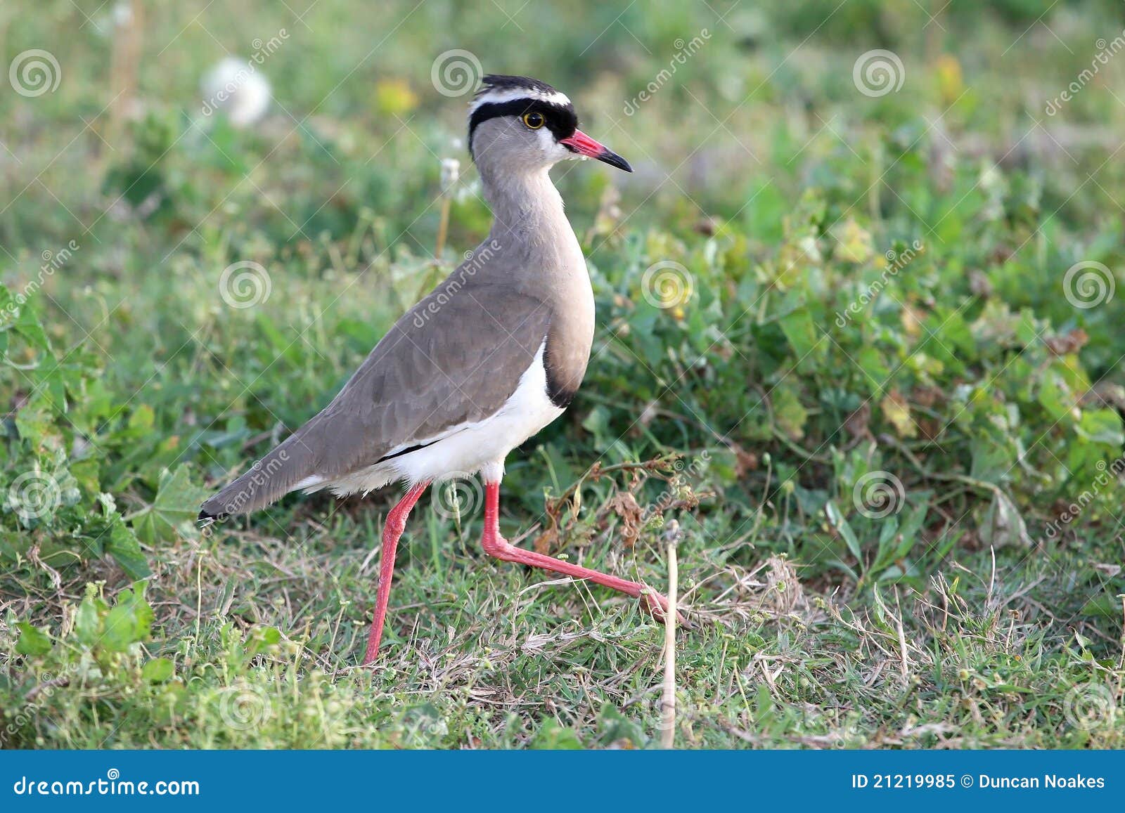 Crowned Plover Bird stock image. Image of running, single - 21219985