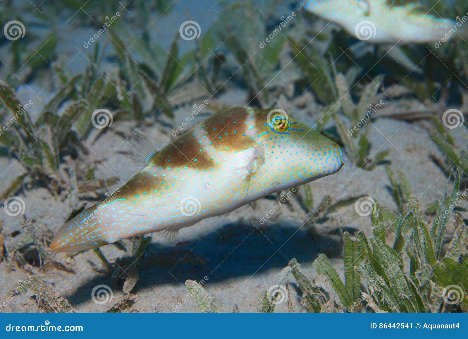 Crowned puffer fish stock image. Image of coronata, egypt - 86442541