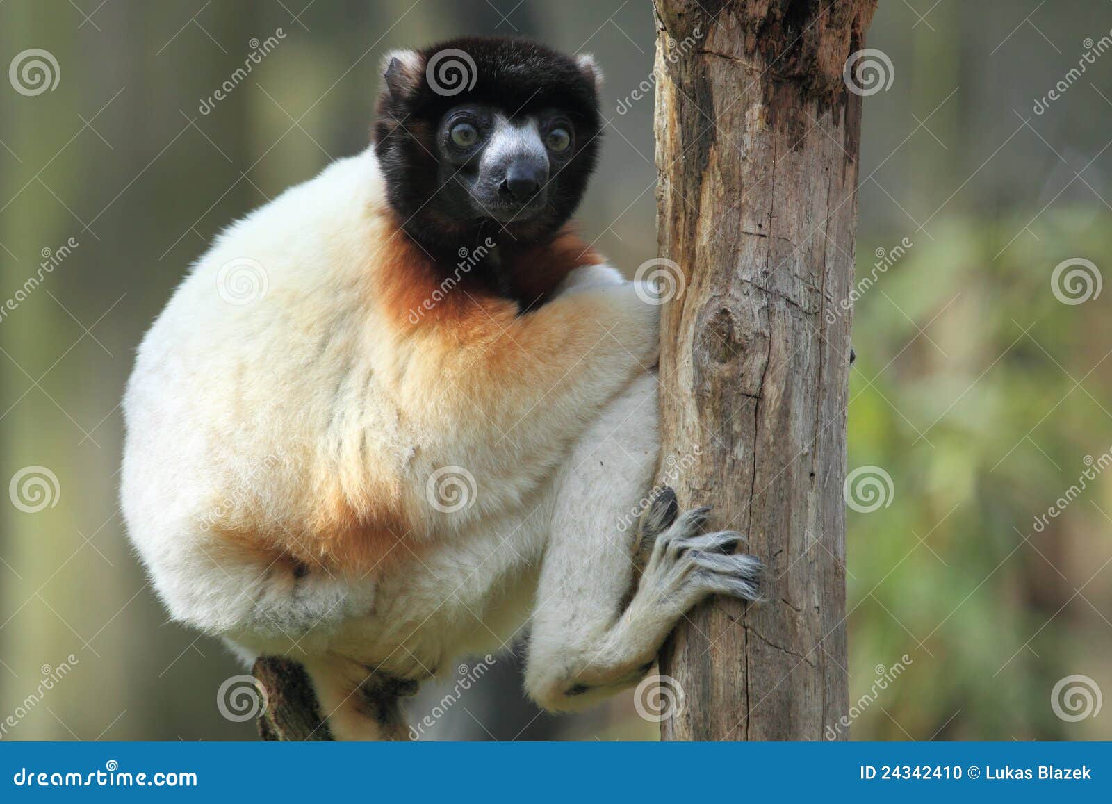 Crowned sifaka stock photo. Image of nature, sifaka, monkey - 24342410