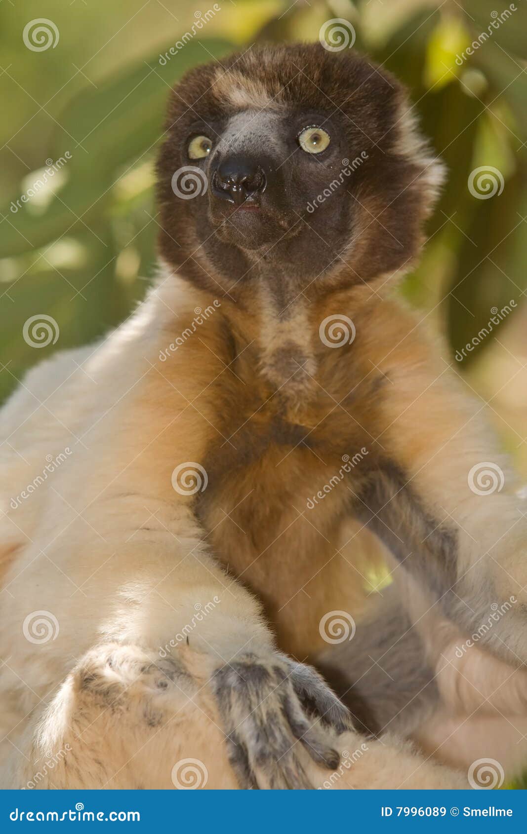 Crowned Sifaka stock image. Image of nature, close, parc - 7996089