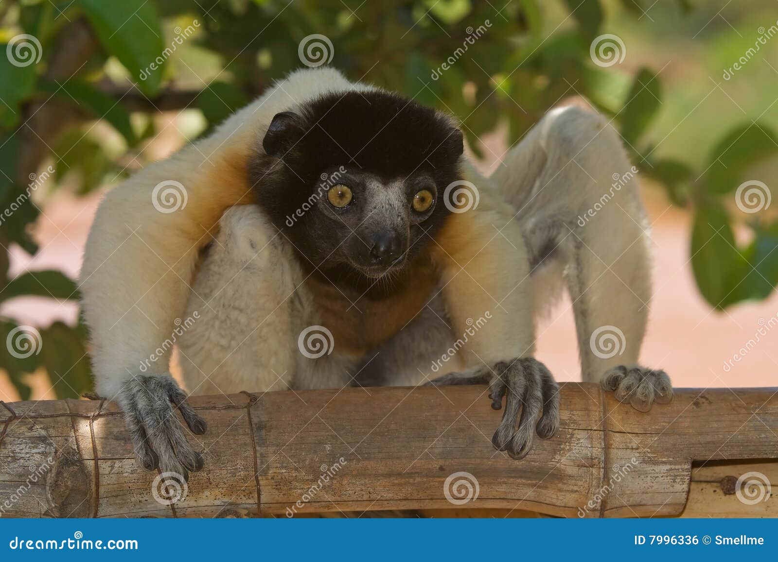 Crowned Sifaka stock photo. Image of endangered, face - 7996336