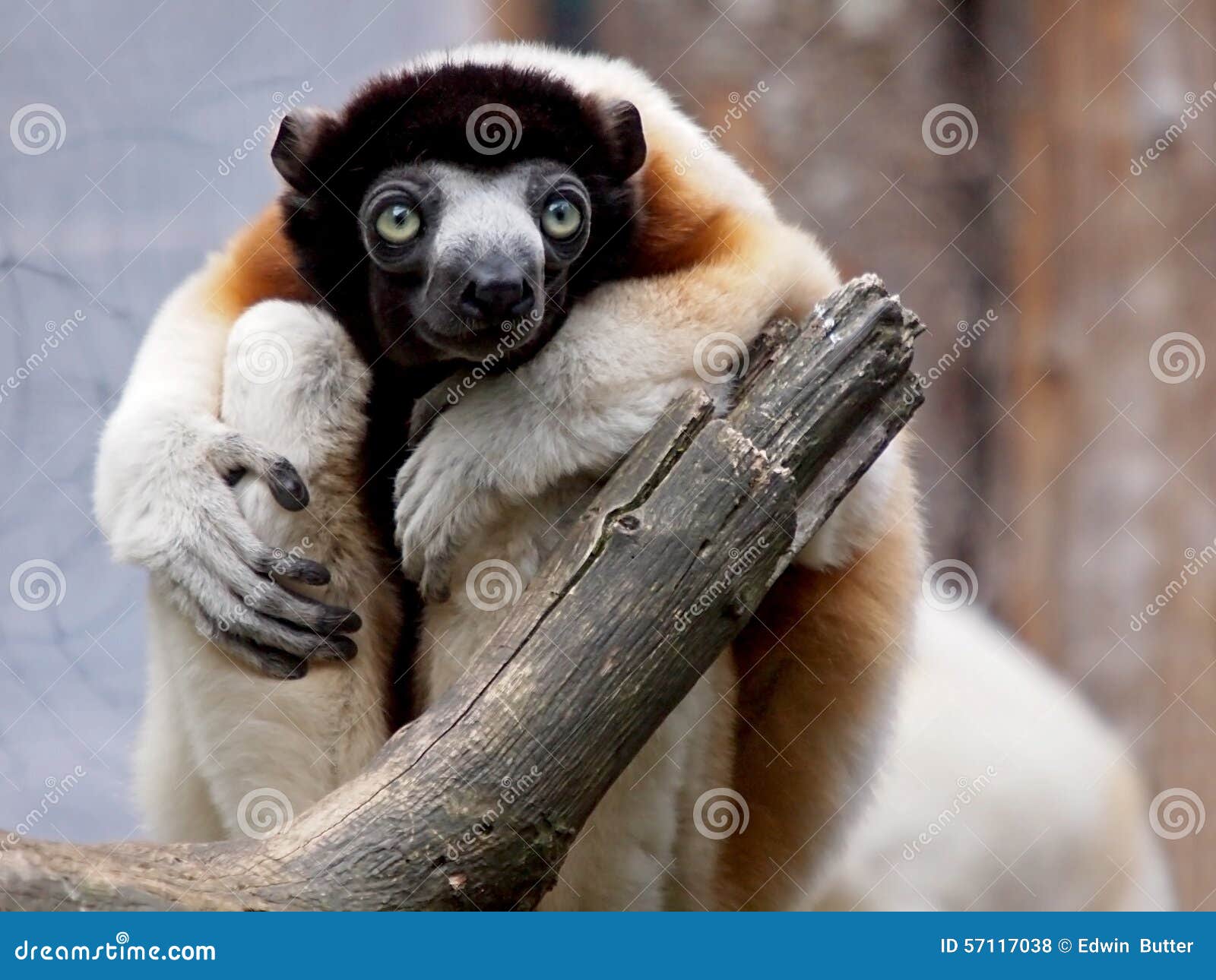 Crowned sifaka lemur stock photo. Image of cute, sifaka - 57117038