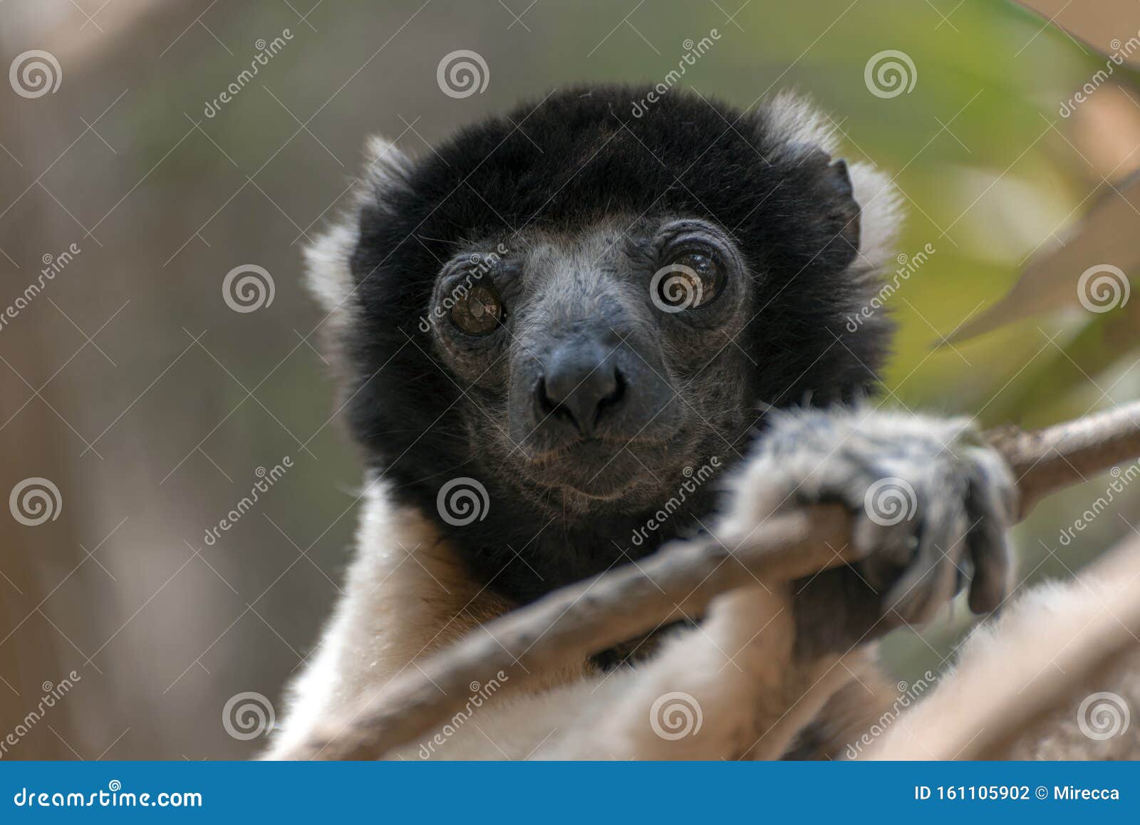 Crowned Sifaka Lemur Propithecus Coronatus . Wild Nature.Close Up ...