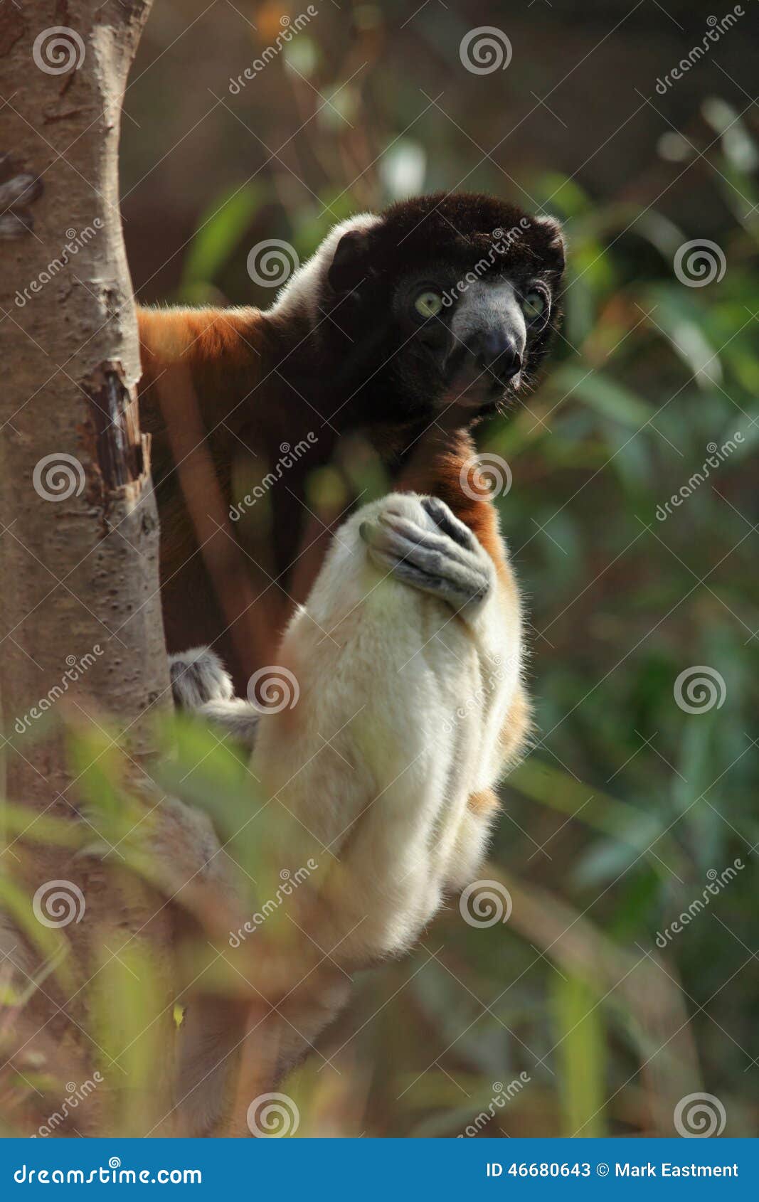 Crowned Sifaka (Propithecus Coronatus) Stock Image - Image of tree ...
