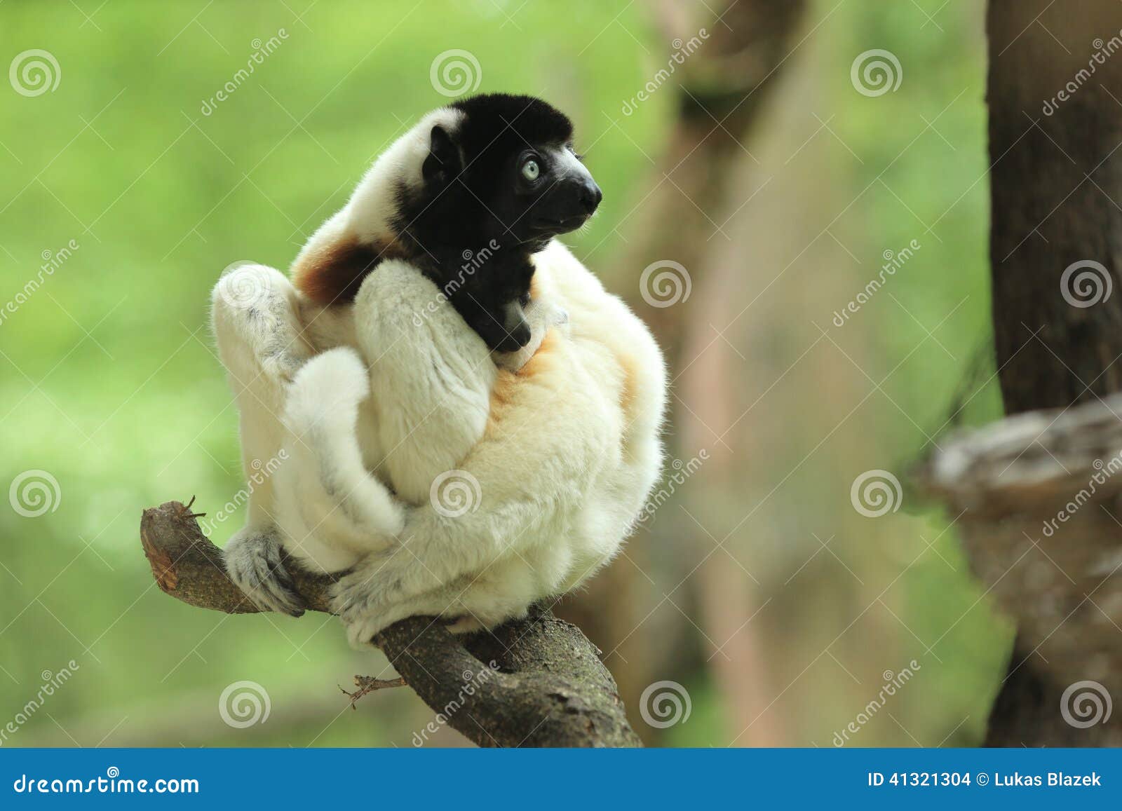Crowned sifaka stock photo. Image of gazing, monkey, mammal - 41321304