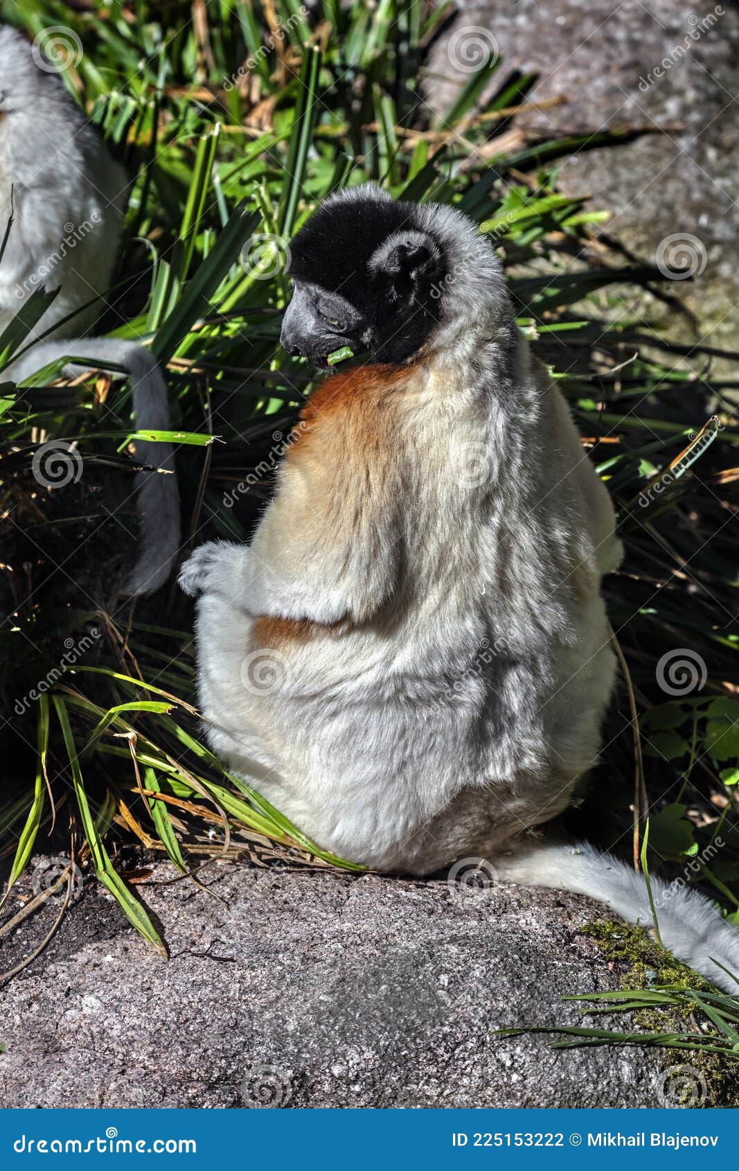 Crowned Sifaka on the Stone 2 Stock Photo - Image of ecology, jump ...