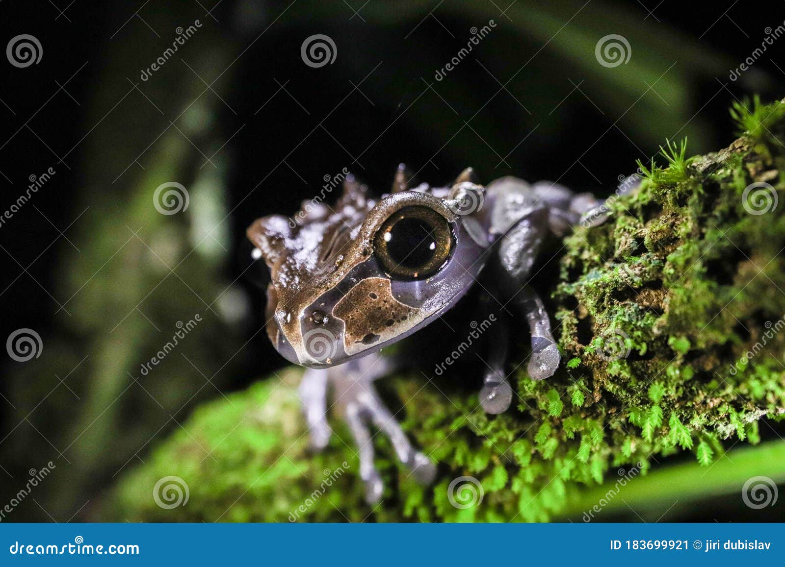 Crowned Tree Frog from the Jungle Stock Image - Image of toad, beetle ...