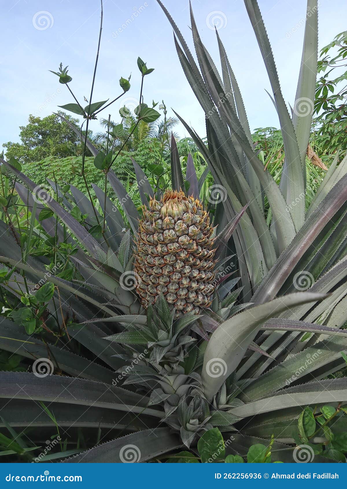 Crownless pineapple stock photo. Image of garden, fruit - 262256936