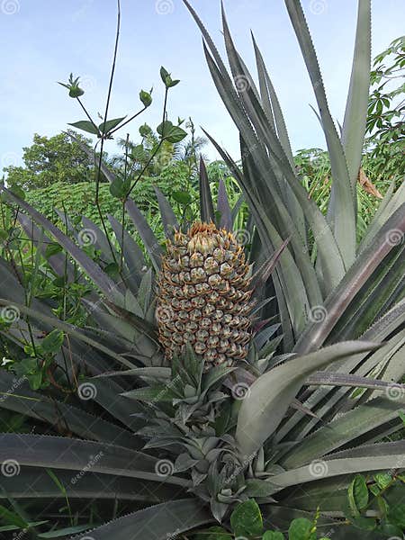 Crownless pineapple stock photo. Image of garden, fruit - 262256936
