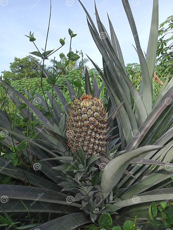 Crownless pineapple stock photo. Image of garden, fruit - 262256936