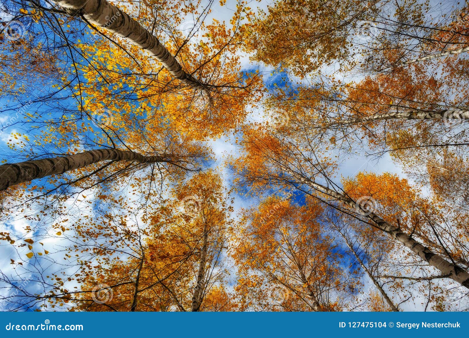 Crowns of autumn trees stock photo. Image of outside - 127475104