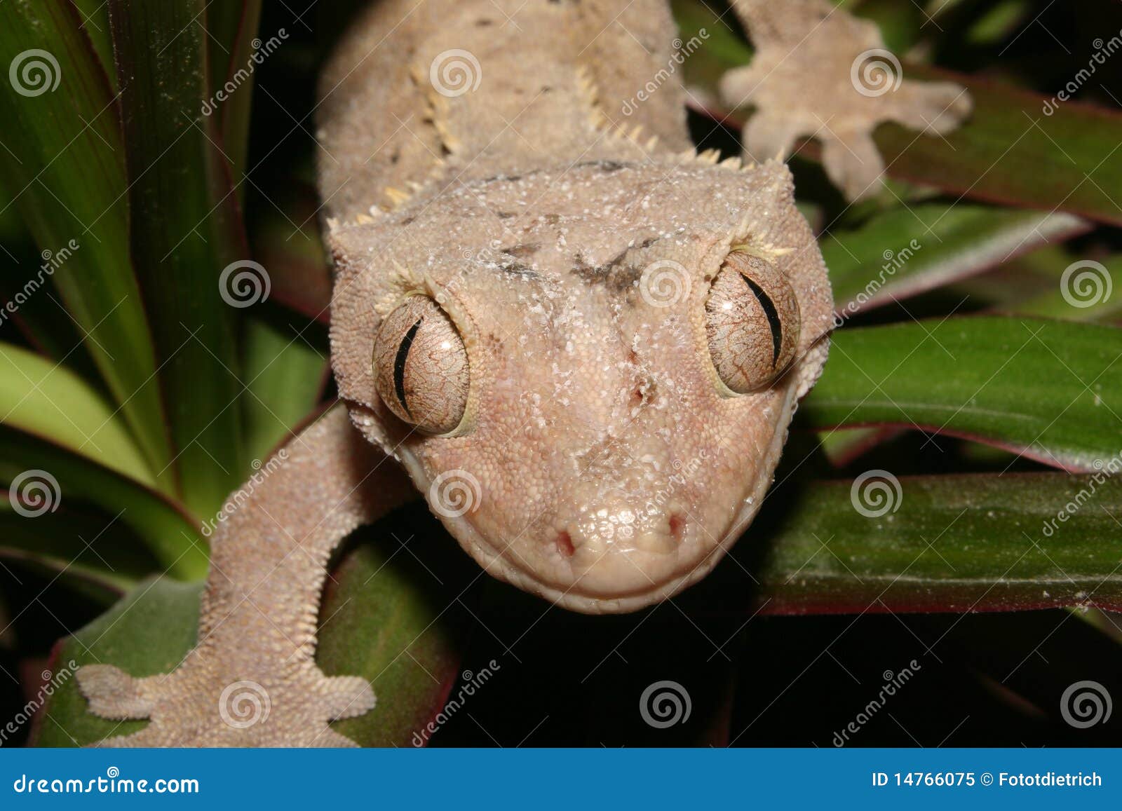 Crowns Gecko (Rhacodactylus Ciliatus) Stock Image - Image of lizard ...
