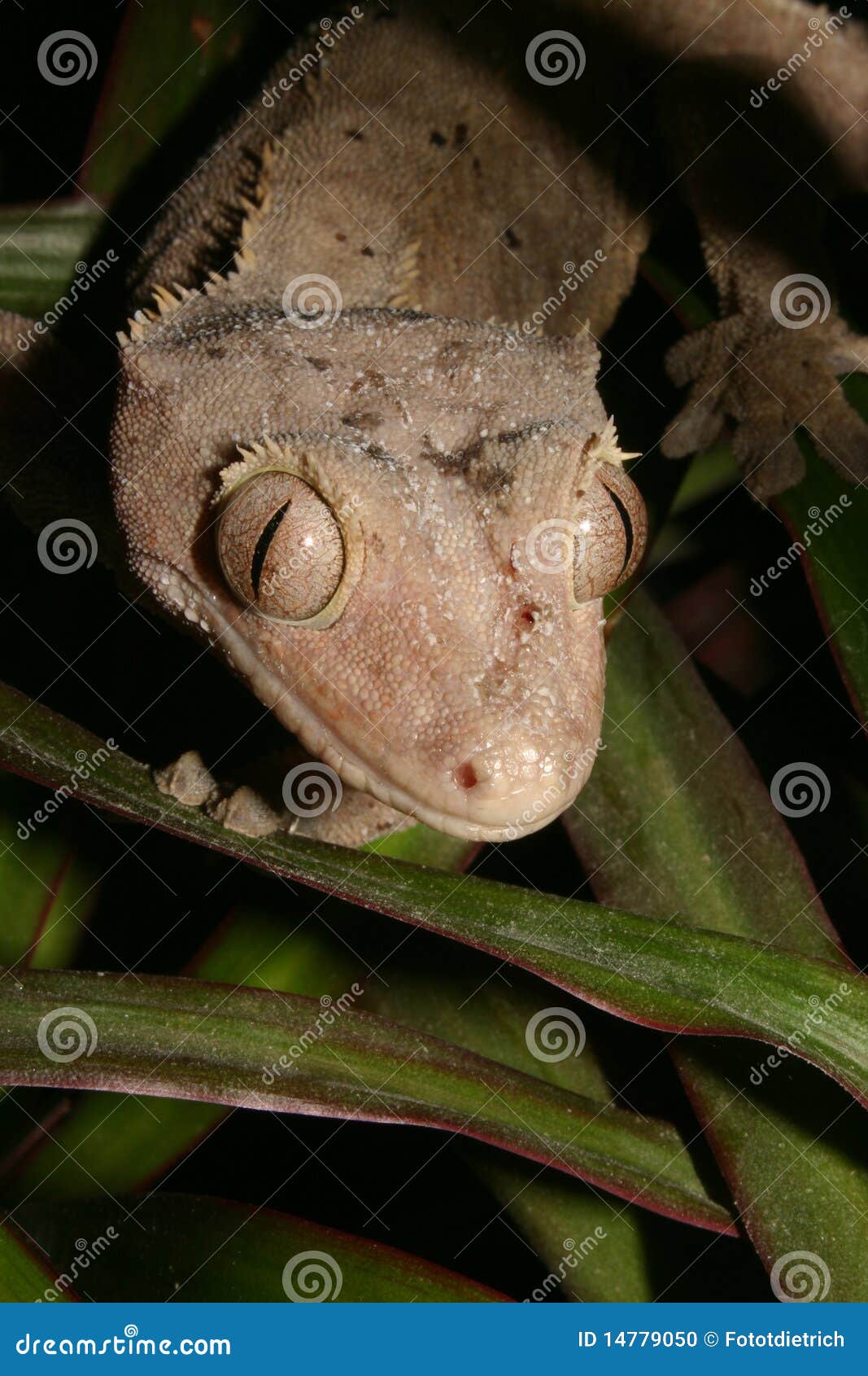 Crowns Gecko (Rhacodactylus Ciliatus) Stock Photo - Image of lizard ...