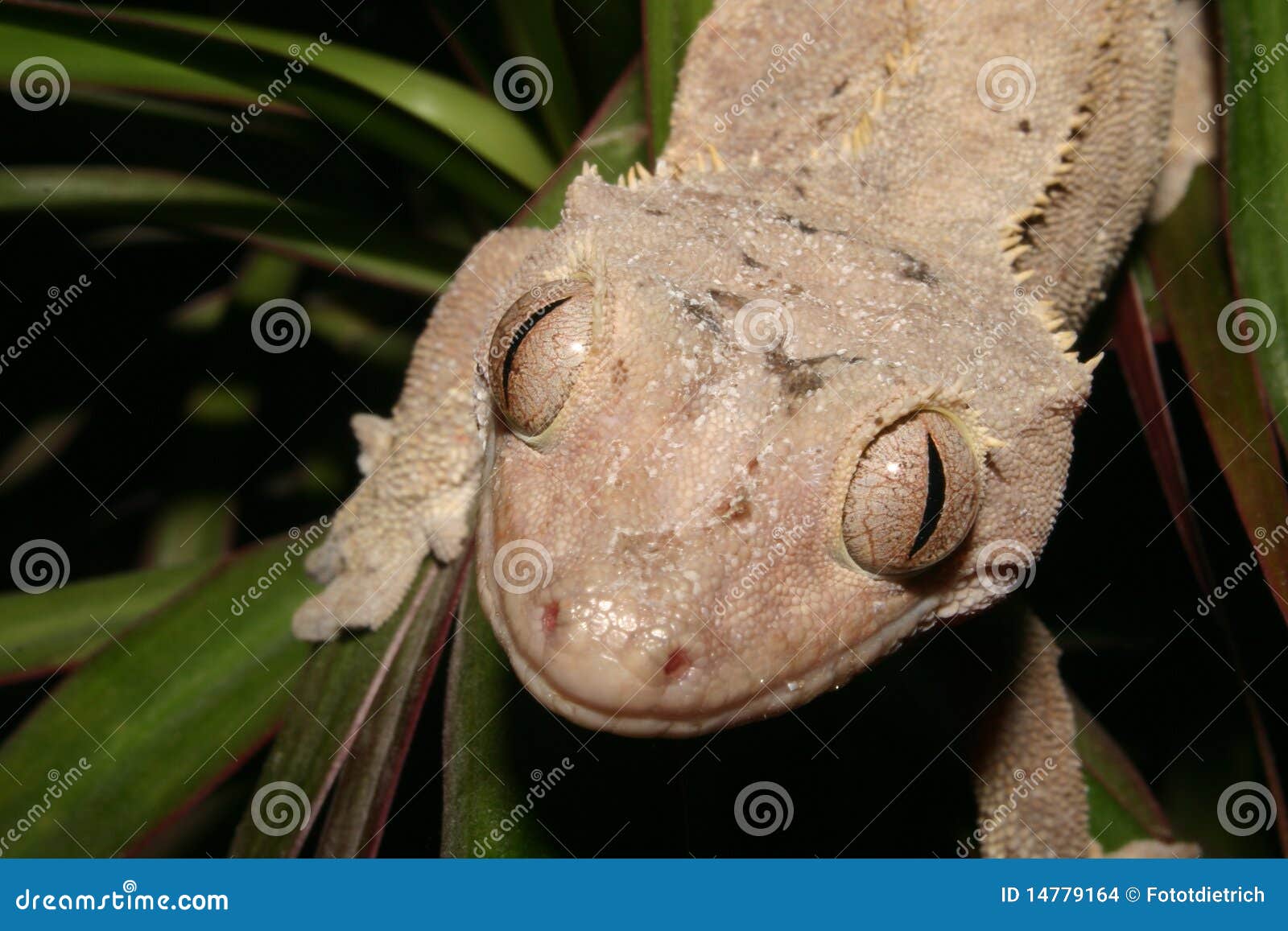 Crowns Gecko (Rhacodactylus Ciliatus) Stock Photo - Image of crowns ...