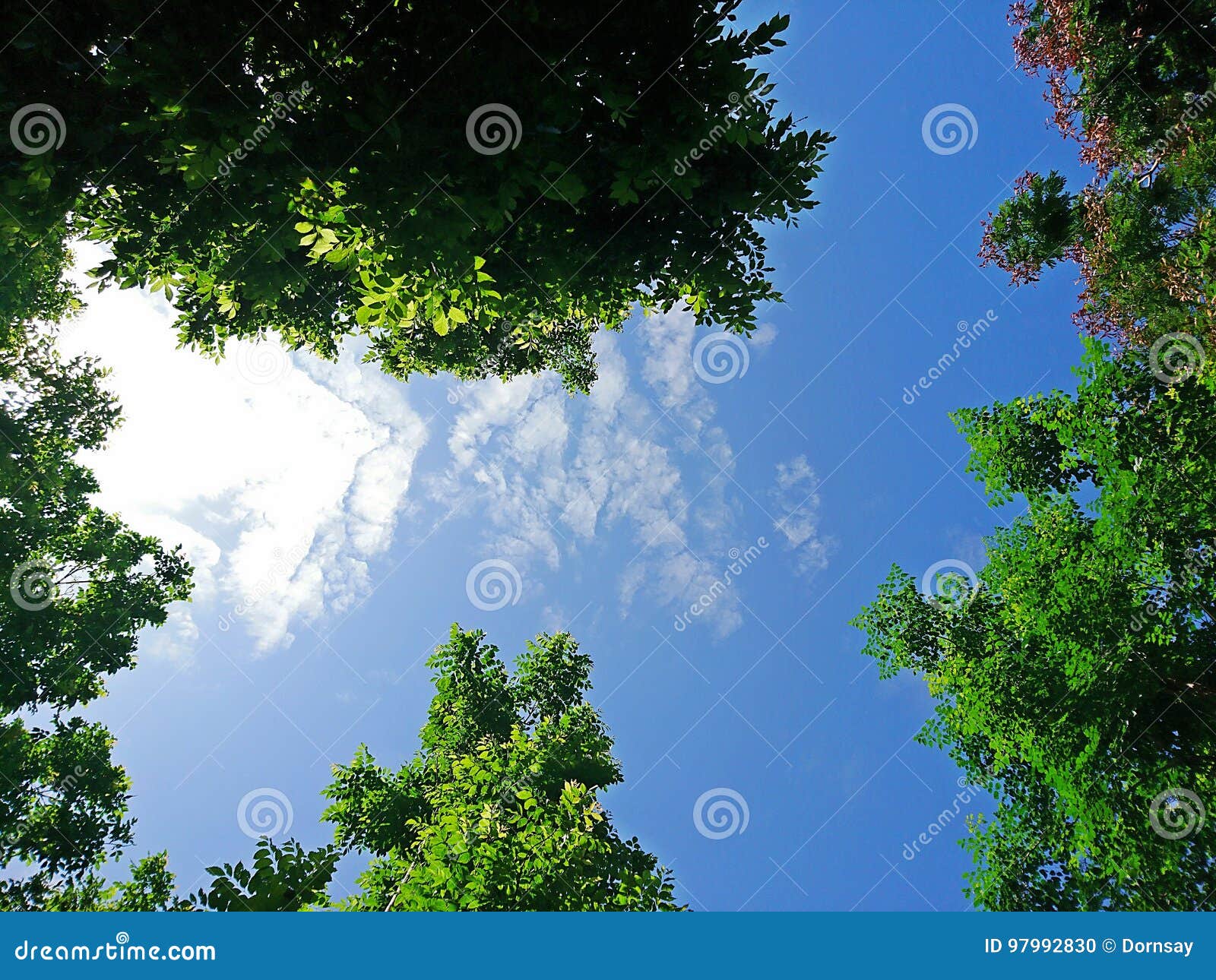 Crowns of Green Trees Against the Blue Sky Background Stock Photo ...