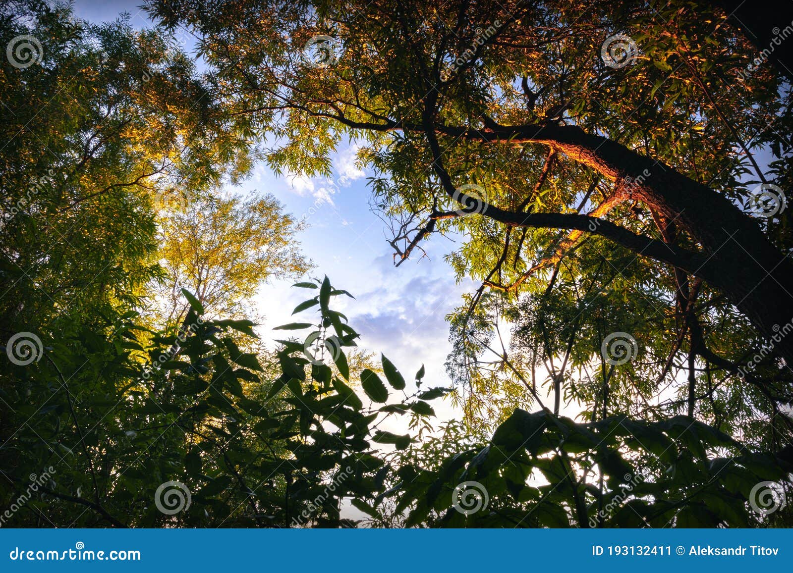 Crowns of Green Trees with Bizarre Trunks Against the Backdrop of the ...