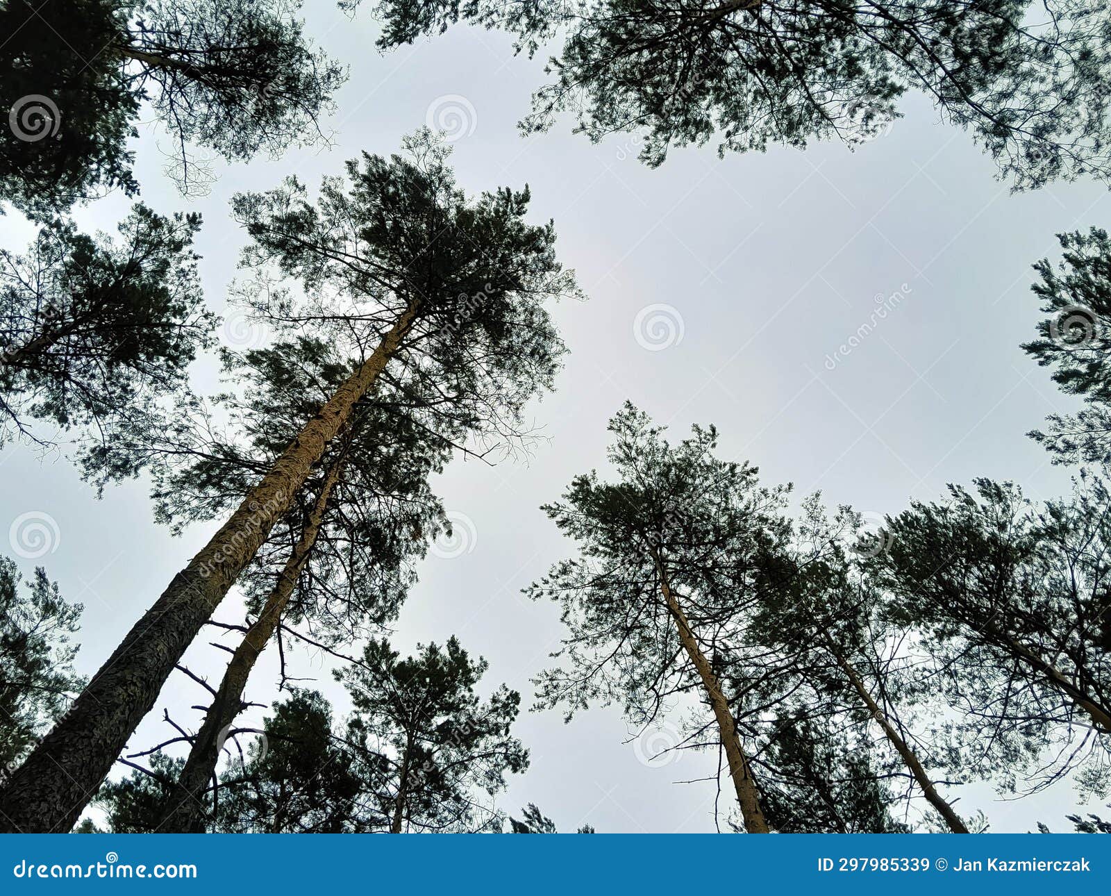 Crowns of Pine Trees As Nature Background Stock Image - Image of nature ...