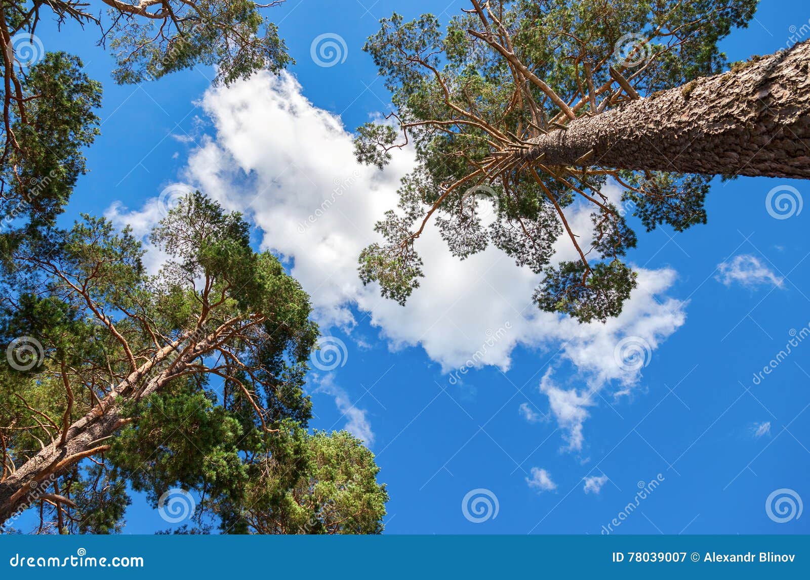 Crowns of Tall Pine Trees Above His Head Against Blue Sky Stock Image ...